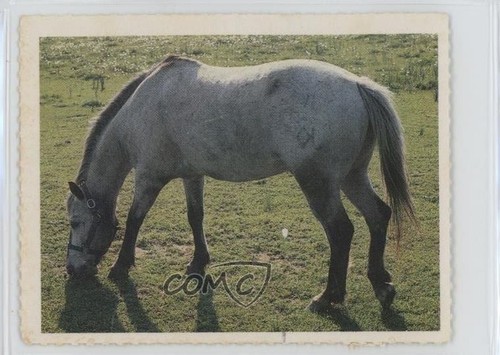 1979-80 National Geographic Horse Series Pony of the Americas #13 1q2 ...