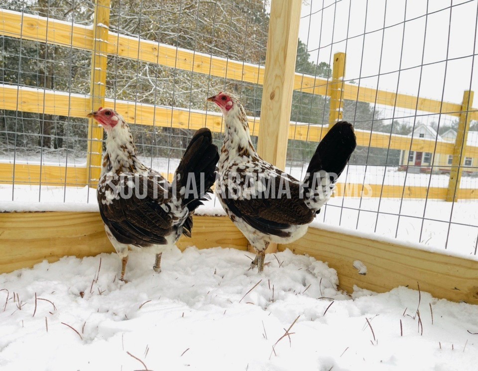 Spangle McLean 6 Gamefowl Chicken Hatching Eggs | eBay