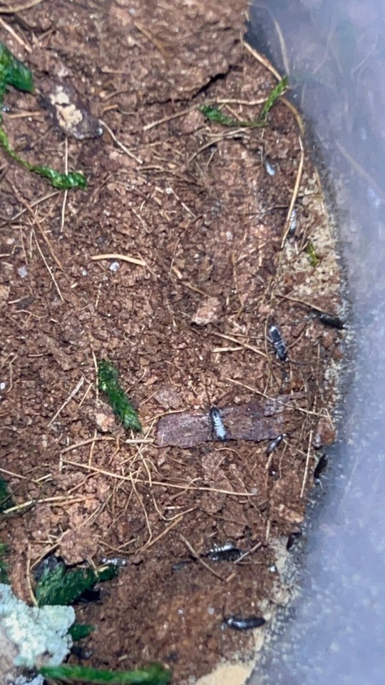 15 Common Bull springtails! Large Specimens~! *FEEDER INSECTS* | eBay