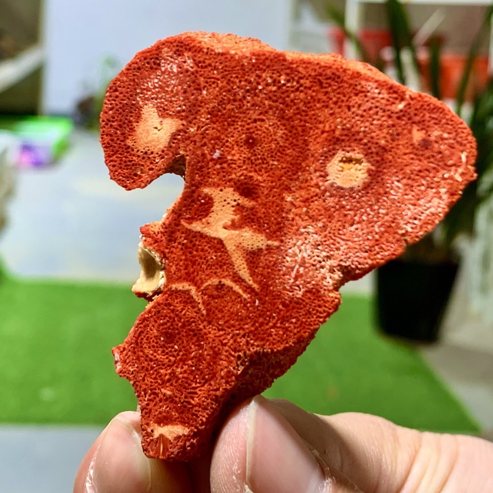 22G Natural Red coral reef Cluster Ocean Mineral Crystal Specimen | eBay