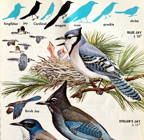 Blue Jay & Other Jays Varieties 1966 Color Bird Art Print Nature ADBN1p ...