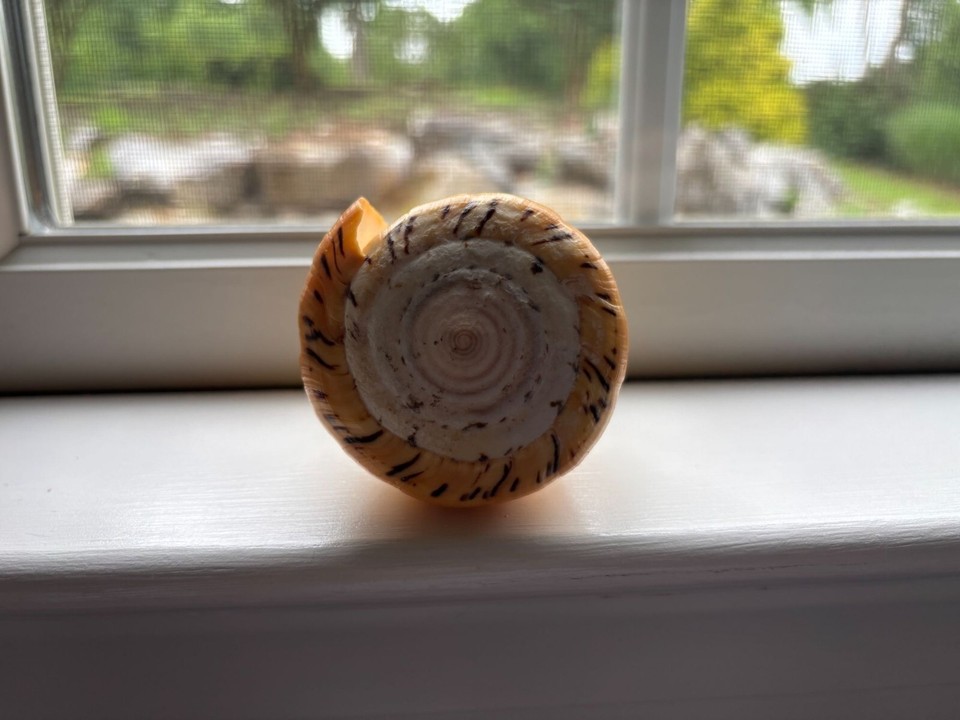 Large Natural Cone Conus Shell w Unique Spotted Pattern & Spiral Design ...