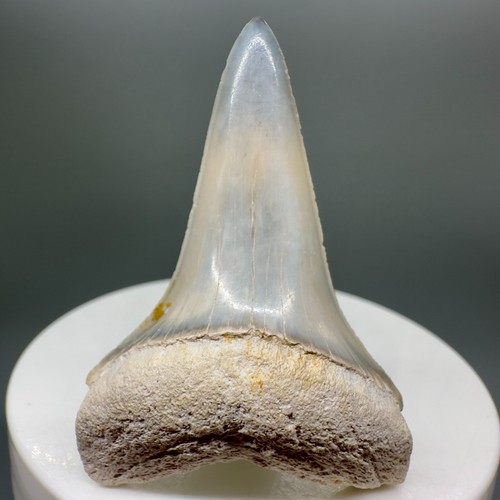 Uncommon, colorful 2.01" Fossil EXTINCT MAKO Shark Tooth - Bone Valley ...