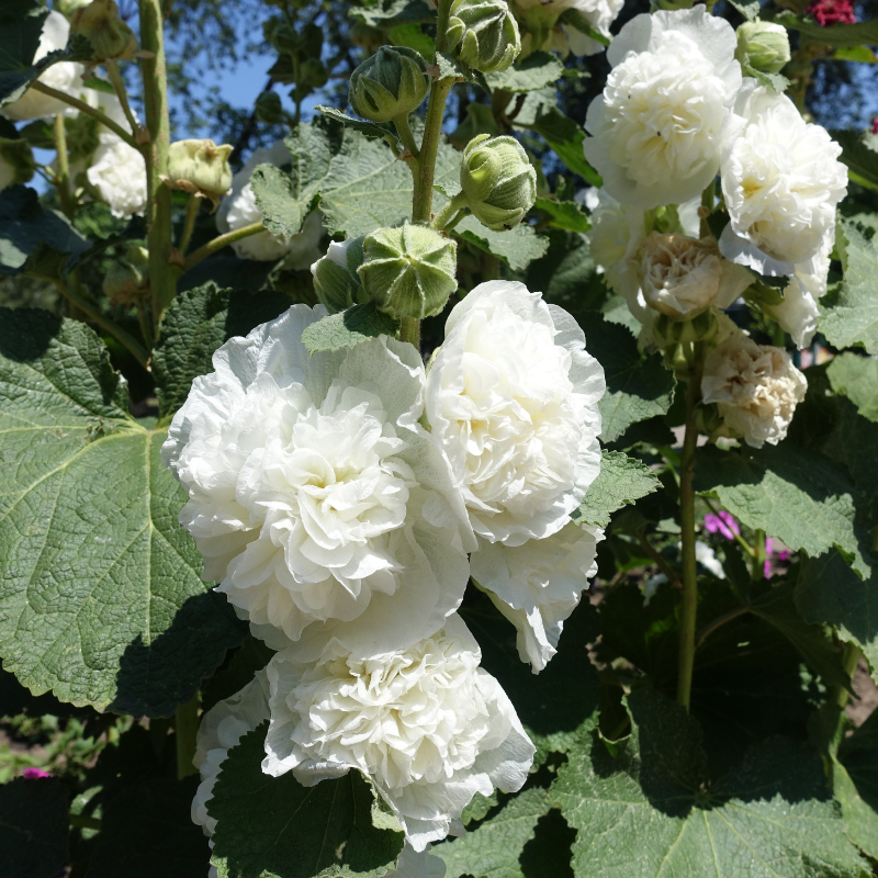 45+ Hollyhock Seeds, Heirloom Seeds, Alcea Rosea, Flowers Perennial ...