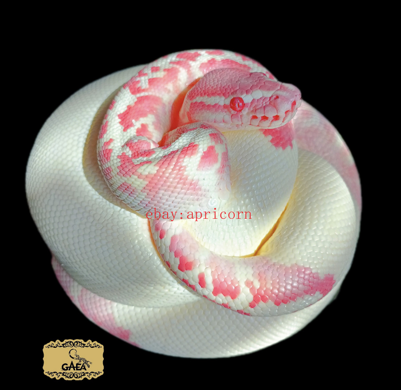 Pink Python Python bivittatus Resin Statue Figure Model Collectible ...