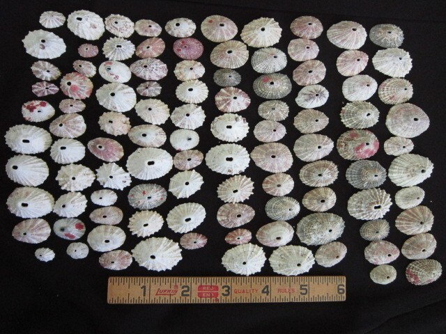 Lot Of 100 Keyhole Limpet Seashells 1960's Private Collection - Jewelry ...