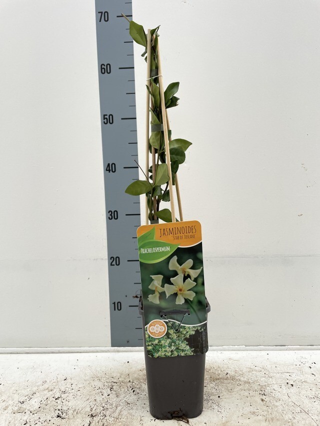 Evergreen Star Jasmine 'Star of Toscane' Trachelospermum jasminoides 2L ...