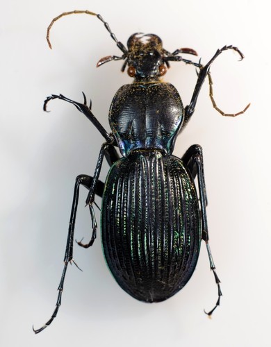Pamborus sp Coleoptera Carabidae Ground beetles Cicindelinae Calosoma ...