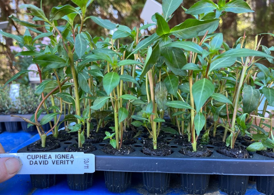 Firecracker / Mexican Cigar Plant, Cuphea Ignea David Verity, Healthy ...