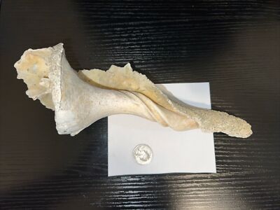 Large Native Indian Conch Shell Chisel Florida Beach Relic Artifact | eBay