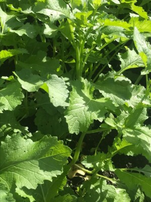 Vegetable Mustard Oriental ( Pakistani/ Indian Sarso Ka Saag) Seeds, 25 ...