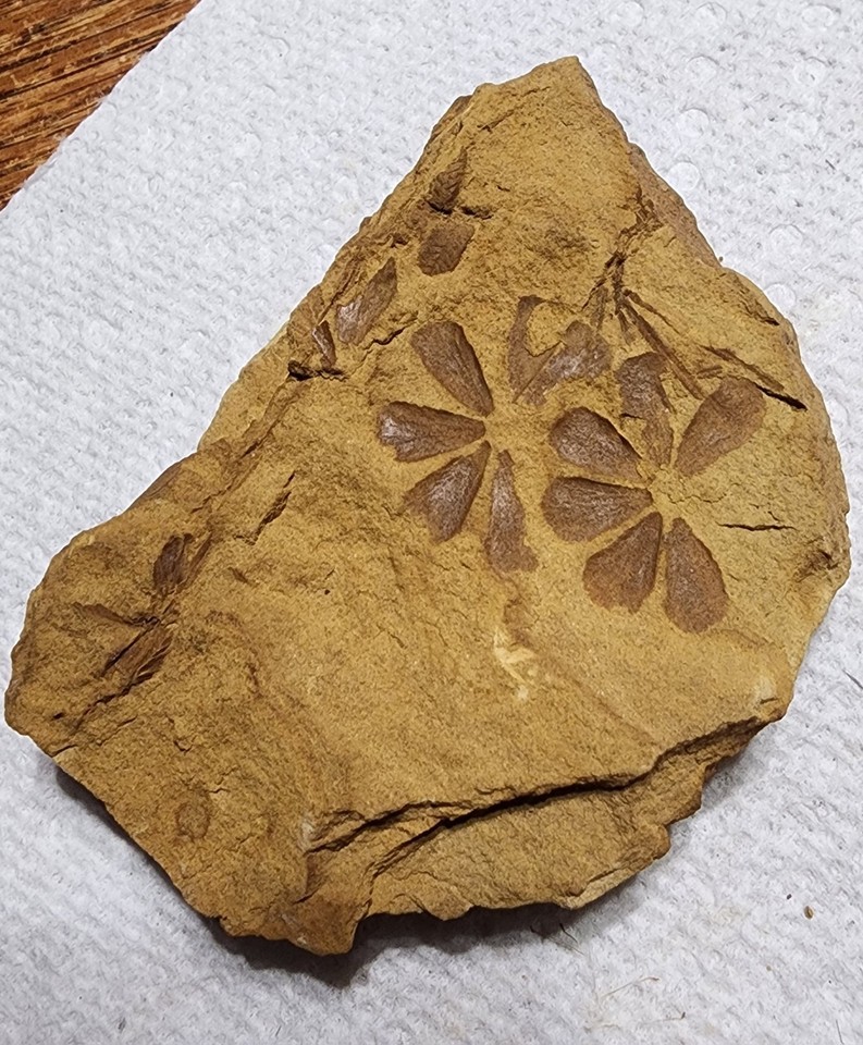 Natural Fossil Sphenophyllum sp. Ottawa, Kansas Flower Fern Leaf ...