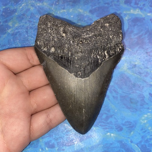 MEGALODON SHARK TOOTH 4.35” HUGE TEETH MEG SCUBA DIVER DIRECT FOSSIL NC ...