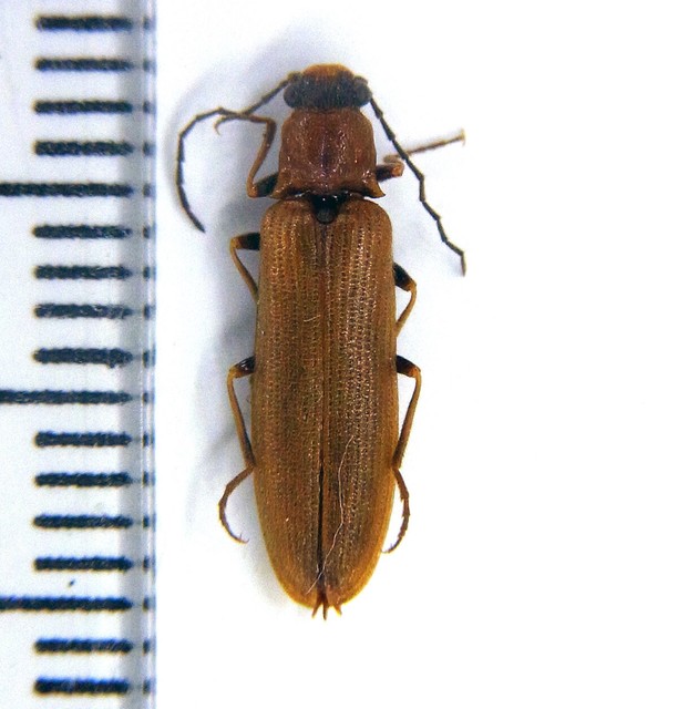 Elateridae