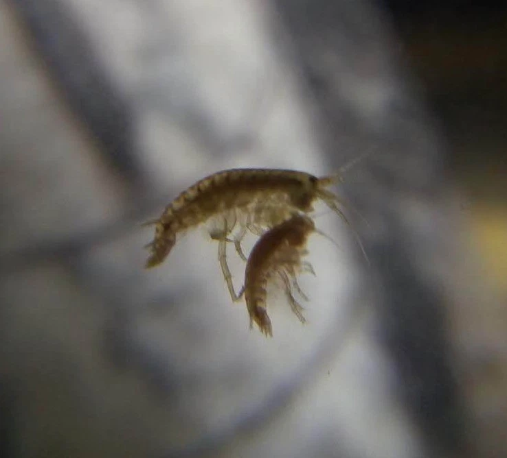 Scud Larvae