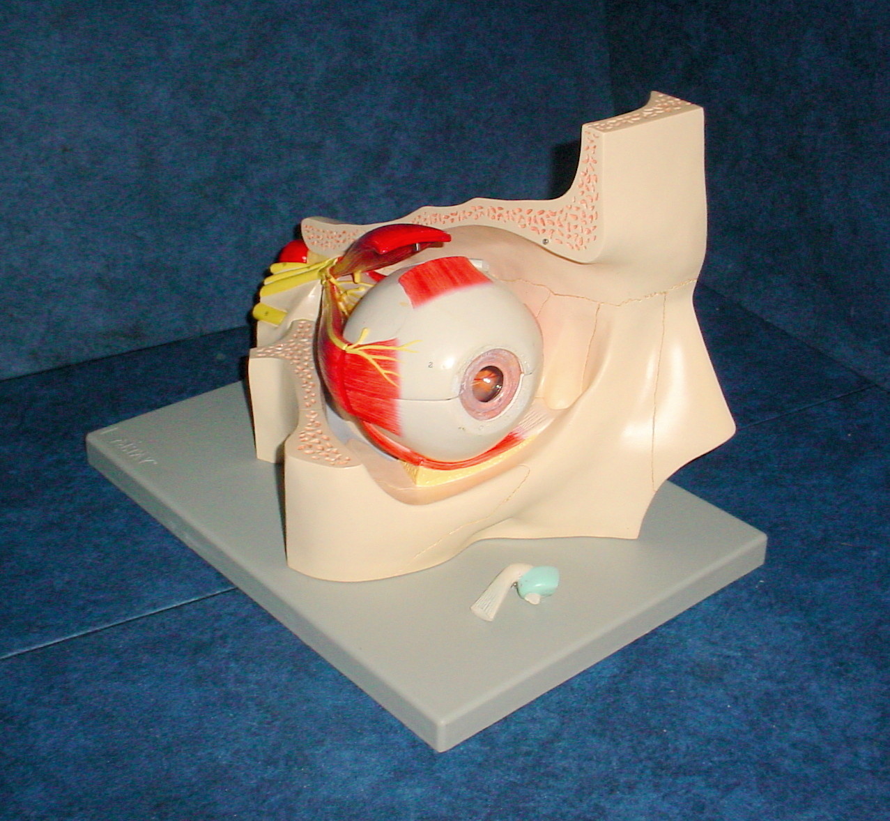 Altay Scientific Eye with Orbit Model - 5 Times Normal Size #8 | eBay