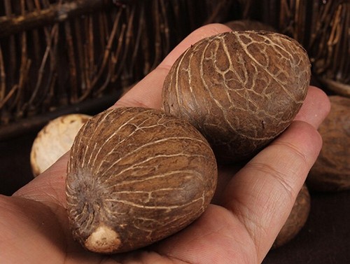 2 Pcs Carved Raw Materials Big Tagua Nut Vegetable Jewelry Art Hand | eBay