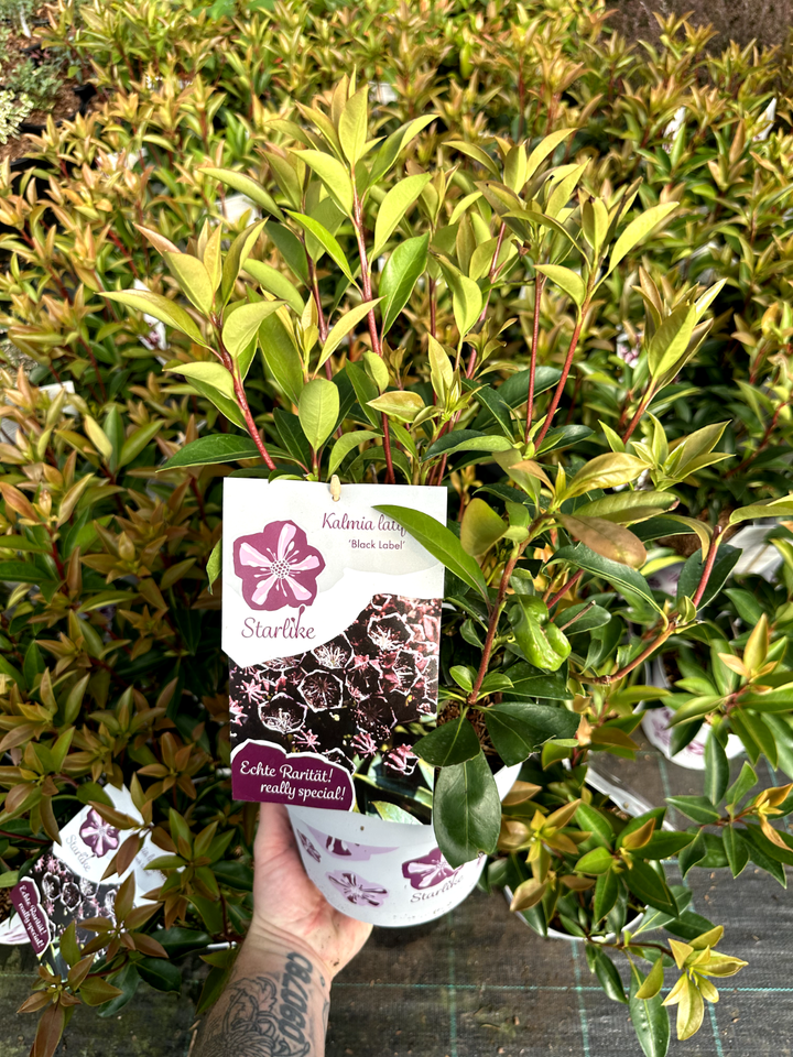 Kalmia Latifolia Black Label 3Lt Pot XL Flowering Shrub Plants to your ...