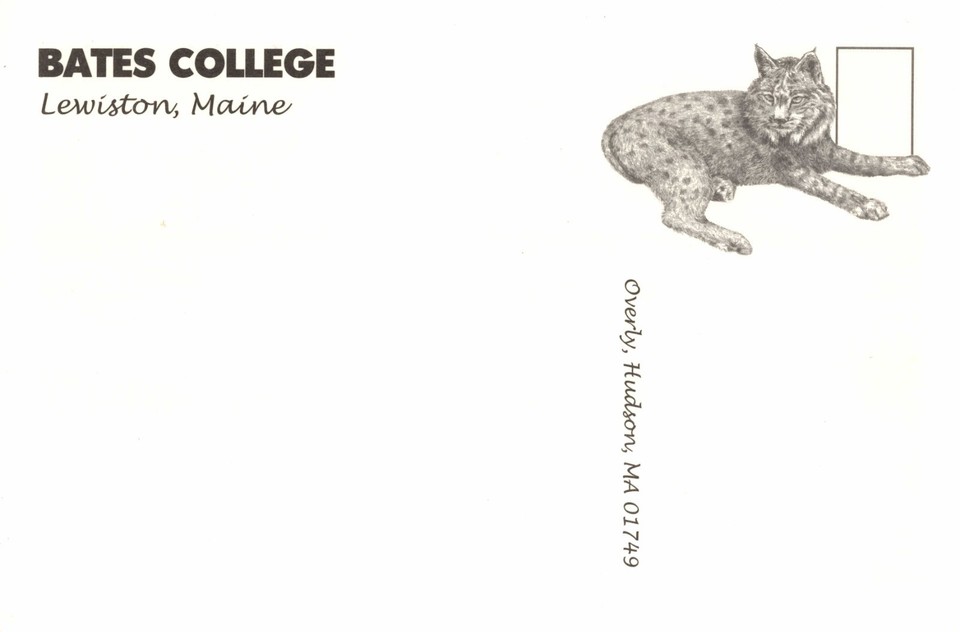 Bates College Bobcat Mascot Graphic Lewiston Maine Vintage Postcard | eBay