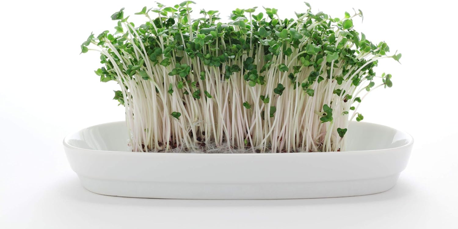 Organic Broccoli Sprout Seeds - Certified, Indoor/Outdoor Use, Rich in ...