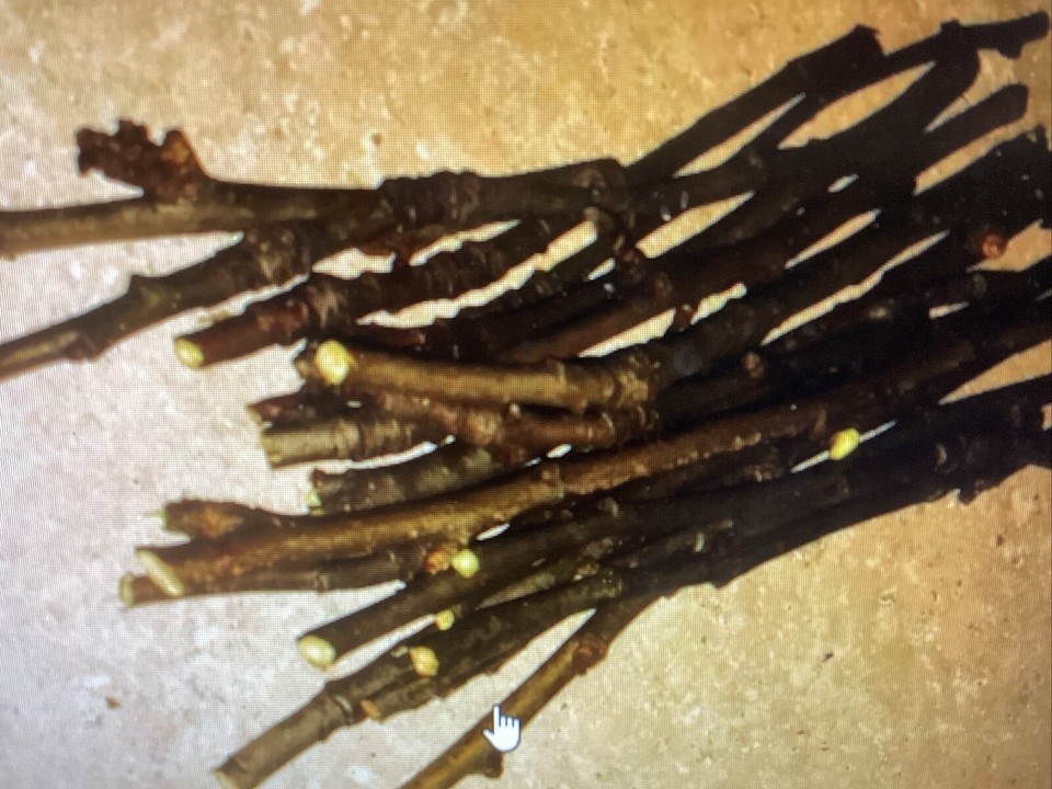 3 fresh Red Haven Peach Tree cuttings,scions grafting, no roots | eBay