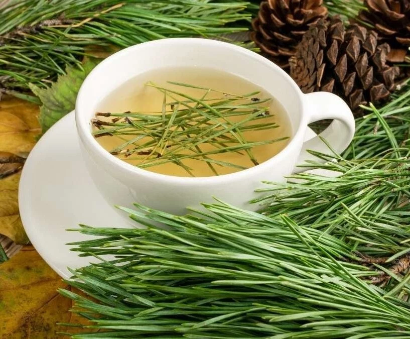 Pine Tea Recipe