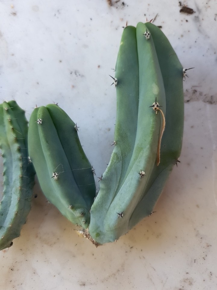 2 X Myrtillocactus Dichotomous Pups. Geometrizans and Elite Crest ...
