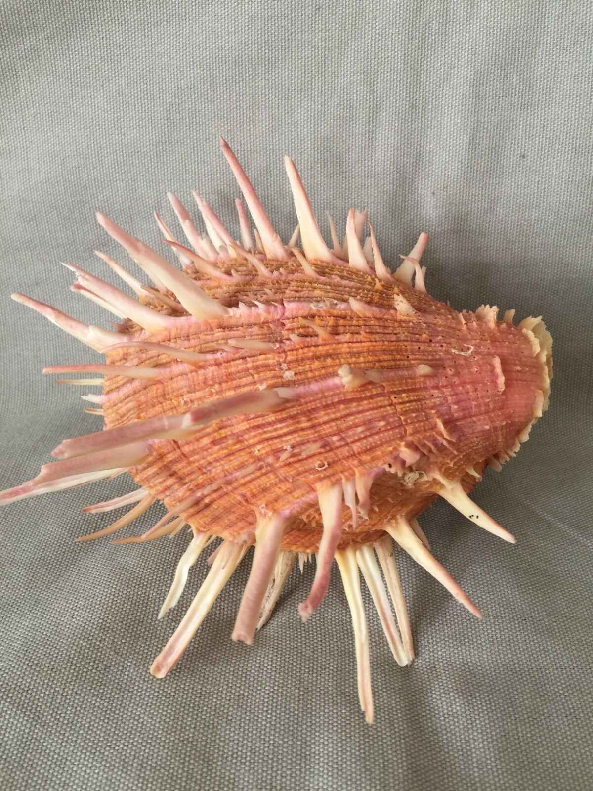 Thorny Oyster Seashell (Spondylus regius) 5"/127mm Long With Stand | eBay