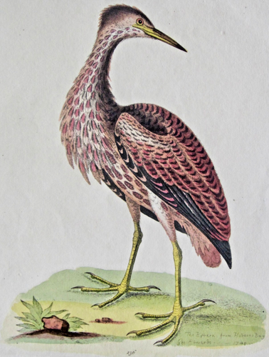 Edwards,The Bittern from Hudson Bay,hand color. engraving,1748 #136. | eBay