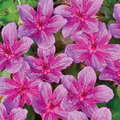 Hardy Geranium Starman a 9cm pot | eBay UK