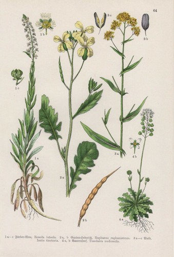 Dyer's Wau Hederich Dyer's Woad Farmer's Mustard LITHOGRAPHY from 1909 ...