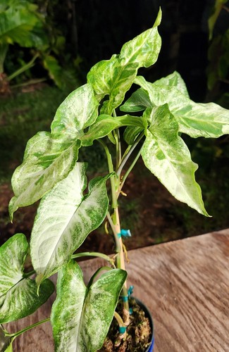 Syngonium Three Kings Plant grown in 4" Pot 16" Tall 14" Wide | eBay
