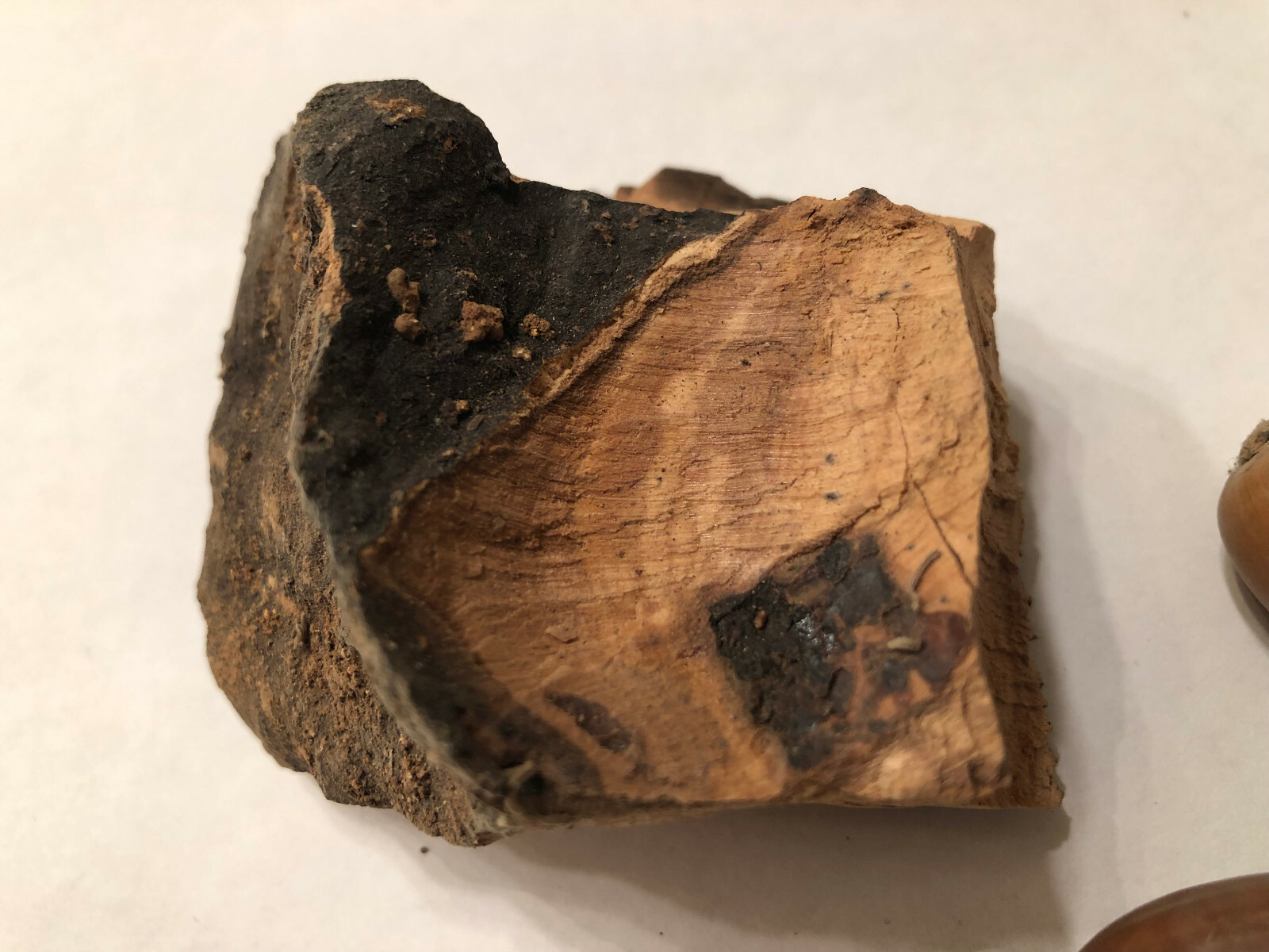 Abraham's Oak Bark Relic Tree of Mamre Acorns Hebron Ancient Holy Site ...