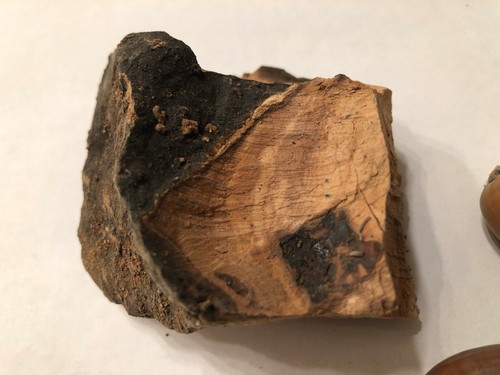 Abraham's Oak Bark Relic Tree of Mamre Acorns Hebron Ancient Holy Site ...