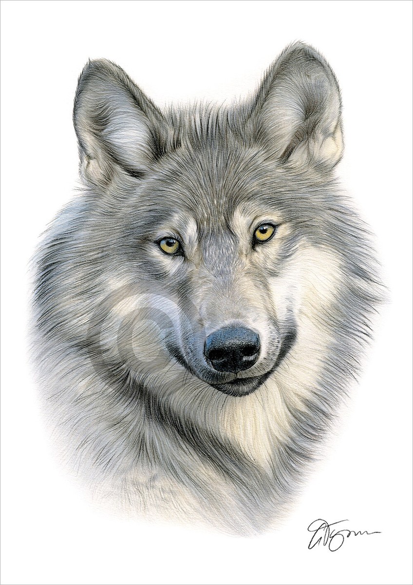 Realistic Wolf Head Drawing
