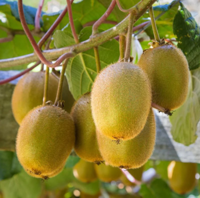 Set of 2 Live Prolific Kiwi Trees – 4–6" Tall – Soil-Wrapped Roots – No ...