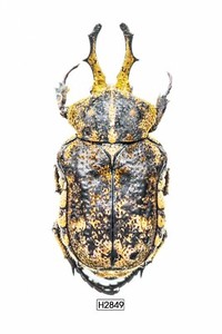 Vietnam Unique Collection | eBay Stores