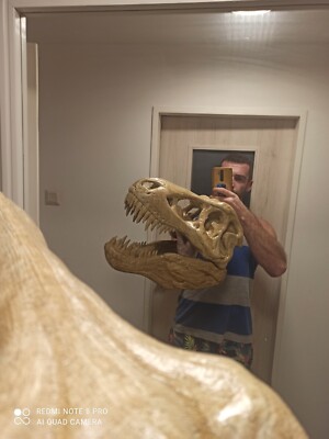 T-Rex skull replica very big, Tyrannosaurus rex skull fossil, cheapest ...