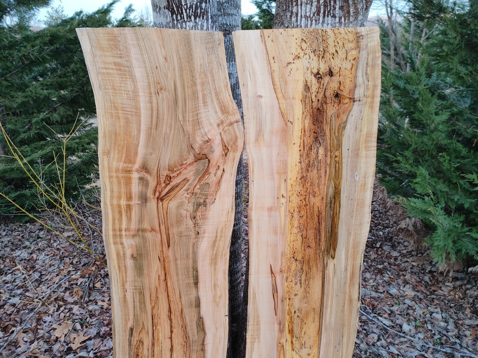 Spalted ambrosia, Wormy Maple Slabs 2 (Live Edge) River Table Set (wide ...