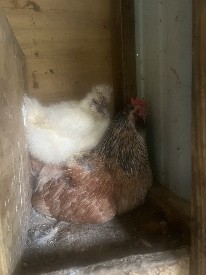 Hatching Eggs 12+ *RARE BREEDS* Ayam Cemani, Zombies, Lavender Orp ...