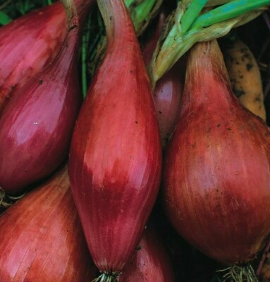 Onion Long Red Florence - Italian Vegetable Garden Allotment - 20 Seeds ...