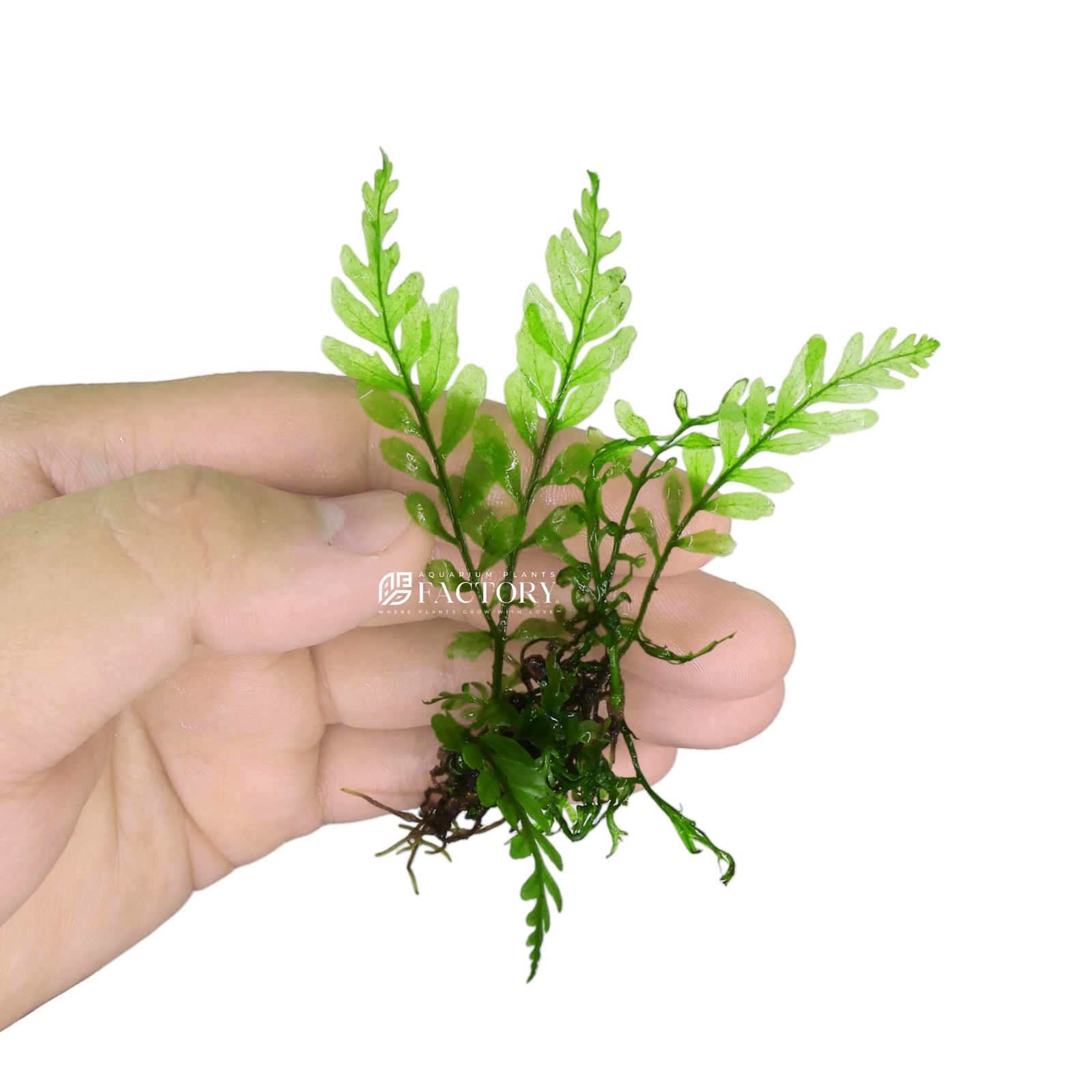 Bolbitis Heudelotii (African Water Fern) | Aquarium Plants Factory® | eBay