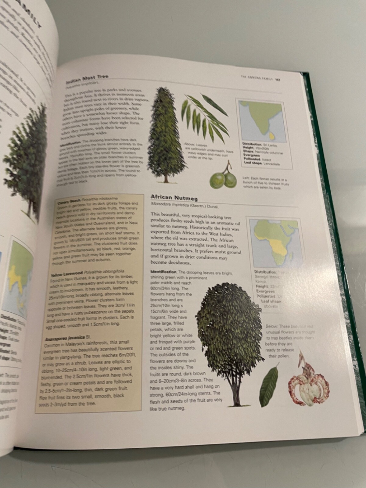 Trees : An Illustrated Identifier and Encyclopedia by Tony Russell and ...