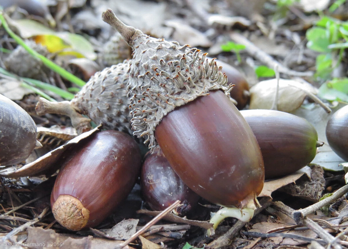 Oak Tree Seeds