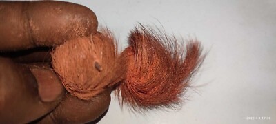 Jackal Horn Siyar Singhi Male Female Ritual Wicca Pagan Magic Chaarm ...