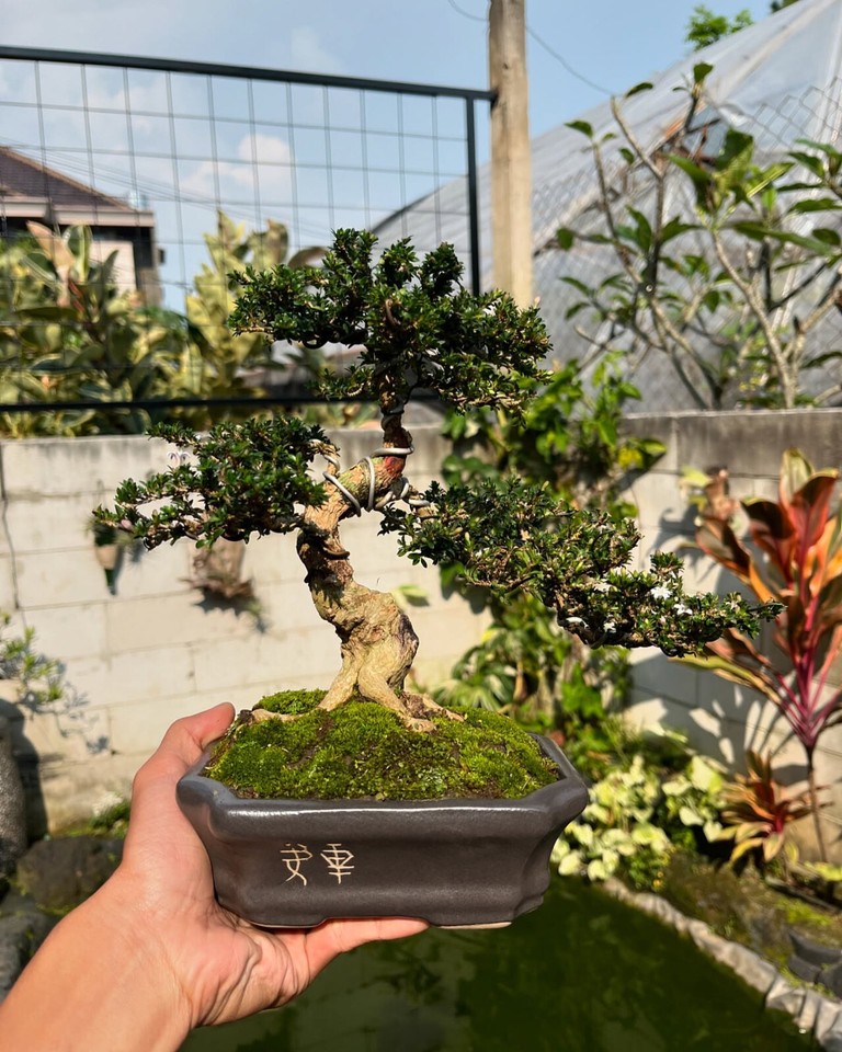 Real Picture Bonsai Serissa Japonica | Bonsai Serissa | Bonsai Tree ...