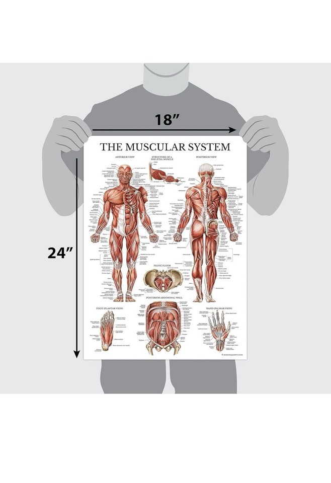 (20x) Muscular System Anatomical Poster LAMINATED Muscle Anatomy Chart ...