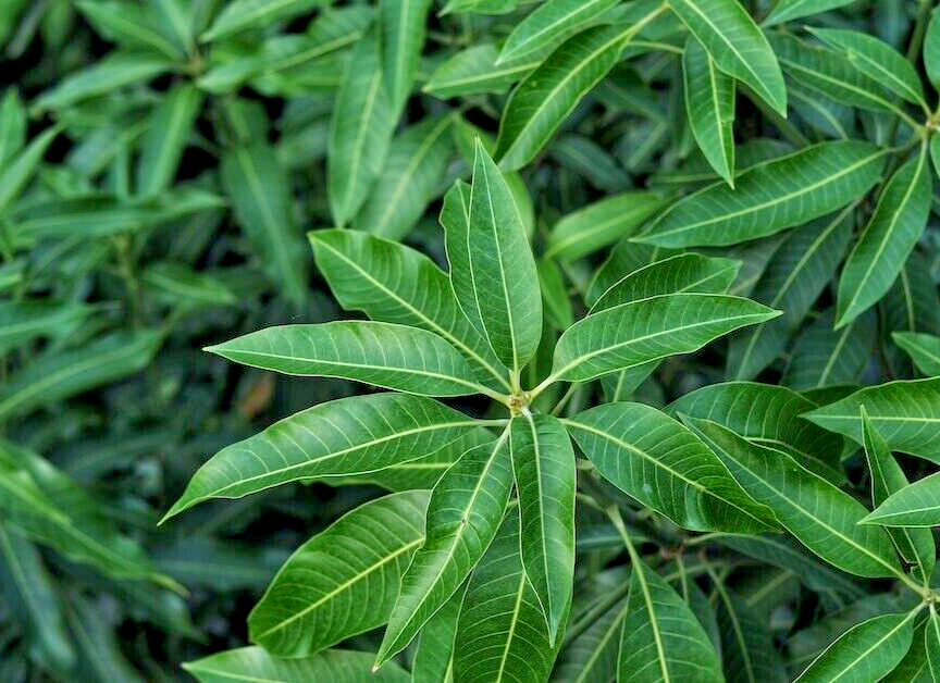 What Is The Structure Of Mango Leaf - Infoupdate.org