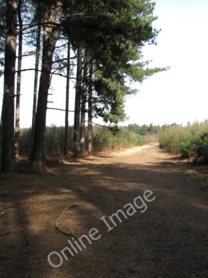Photo 6x4 Path on the western edge of Shouldham Warren Wormegay ...
