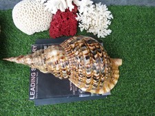 Conch Shells for sale | eBay